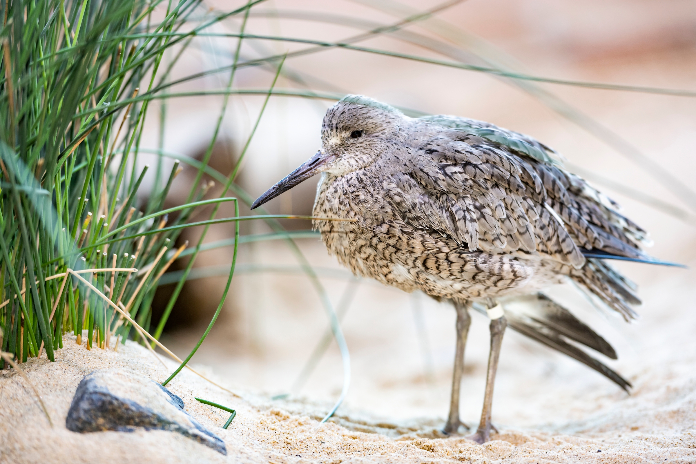 A tribute to our willet | Stories | Monterey Bay Aquarium