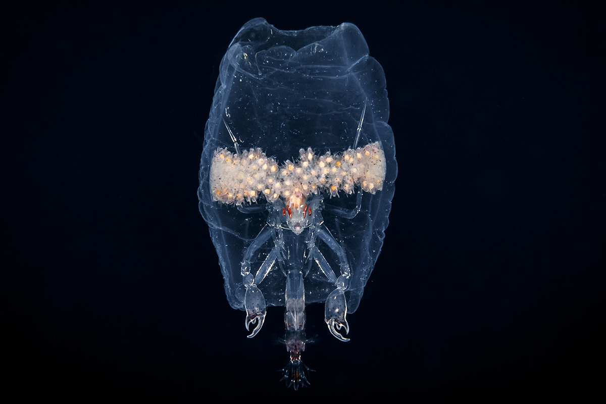 Barrel amphipod | Animals | Monterey Bay Aquarium