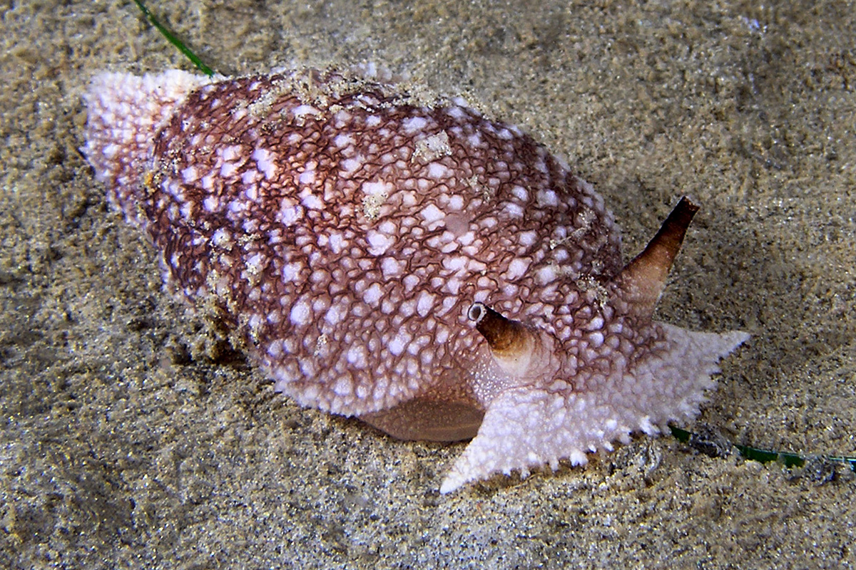 California Sea Creatures