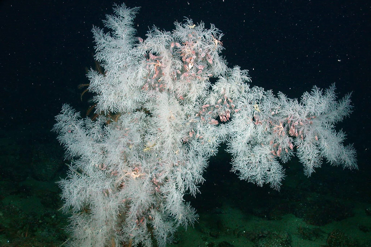 Fat innkeeper worm | Animals | Monterey Bay Aquarium