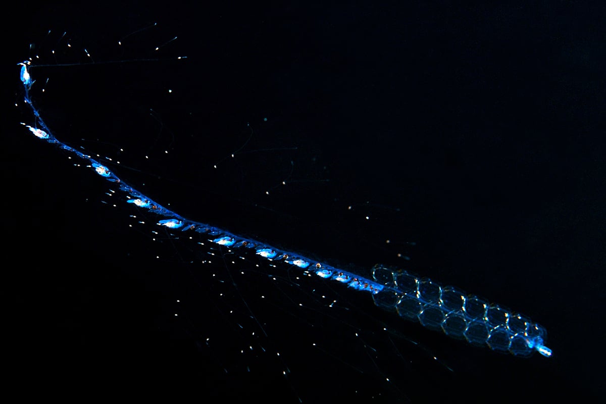 Giant siphonophore | Animals | Monterey Bay Aquarium