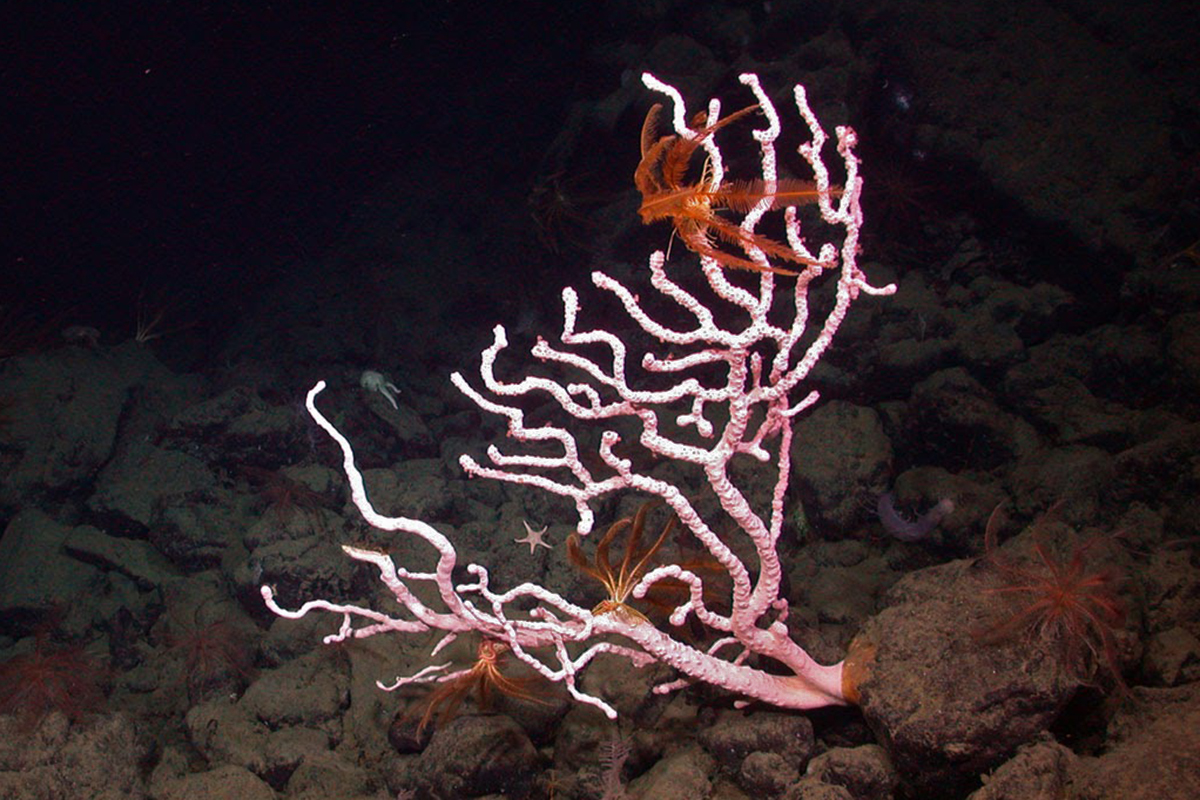 Deep sea | Habitat | Monterey Bay Aquarium