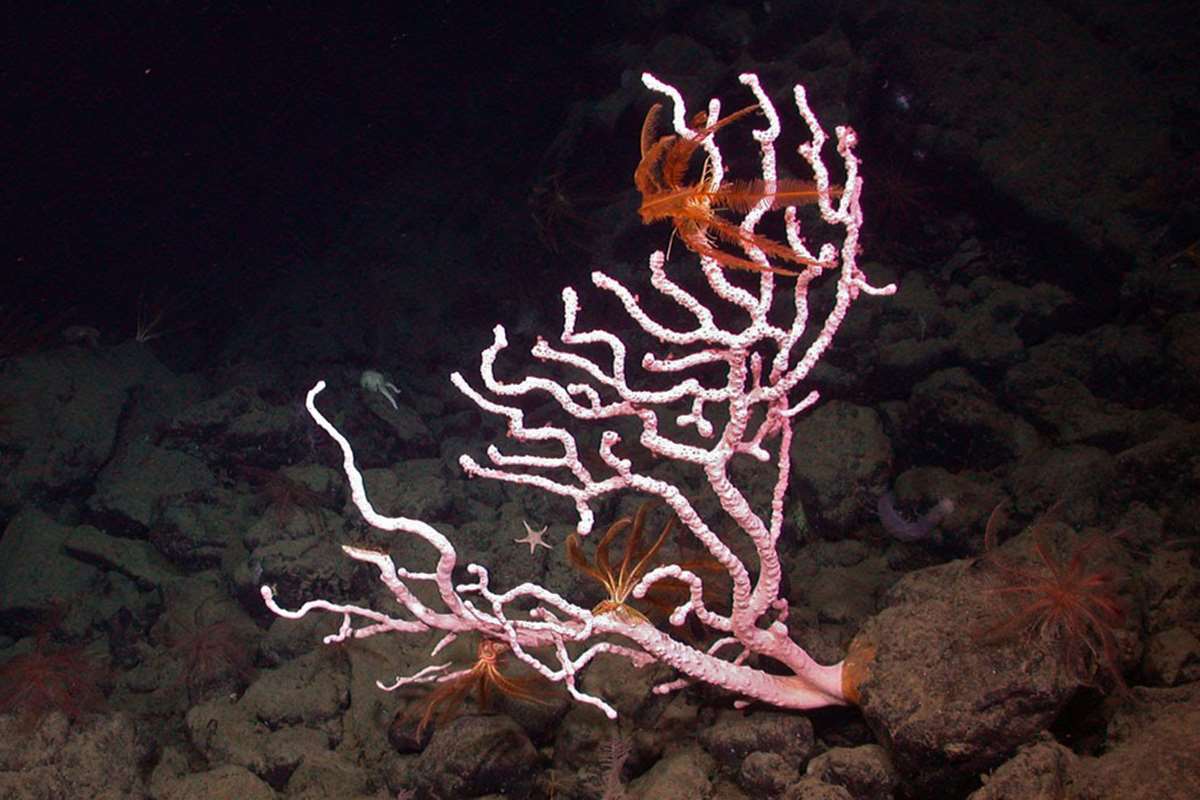 Deep-sea cauliflower coral | Animals | Monterey Bay Aquarium