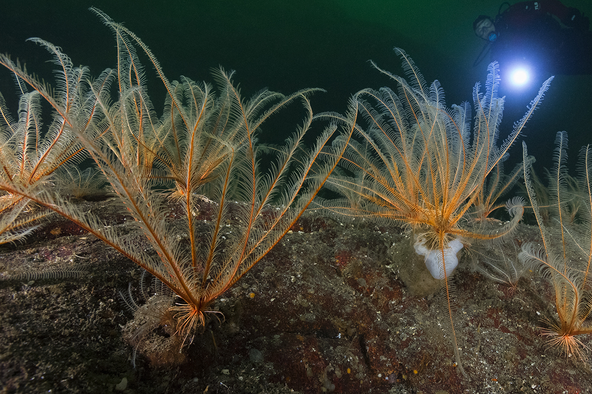 Feather star | Animals | Monterey Bay Aquarium