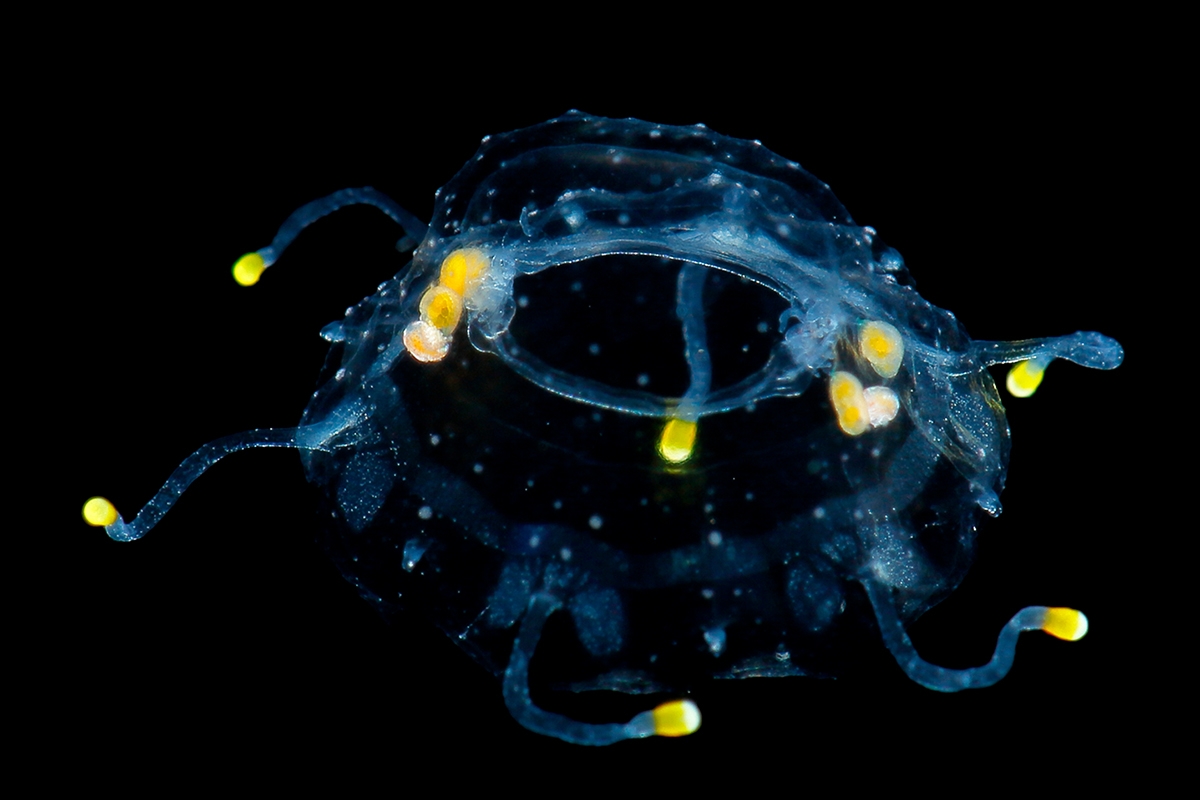 Gold-spotted crown jelly | Animals | Monterey Bay Aquarium| Animals ...