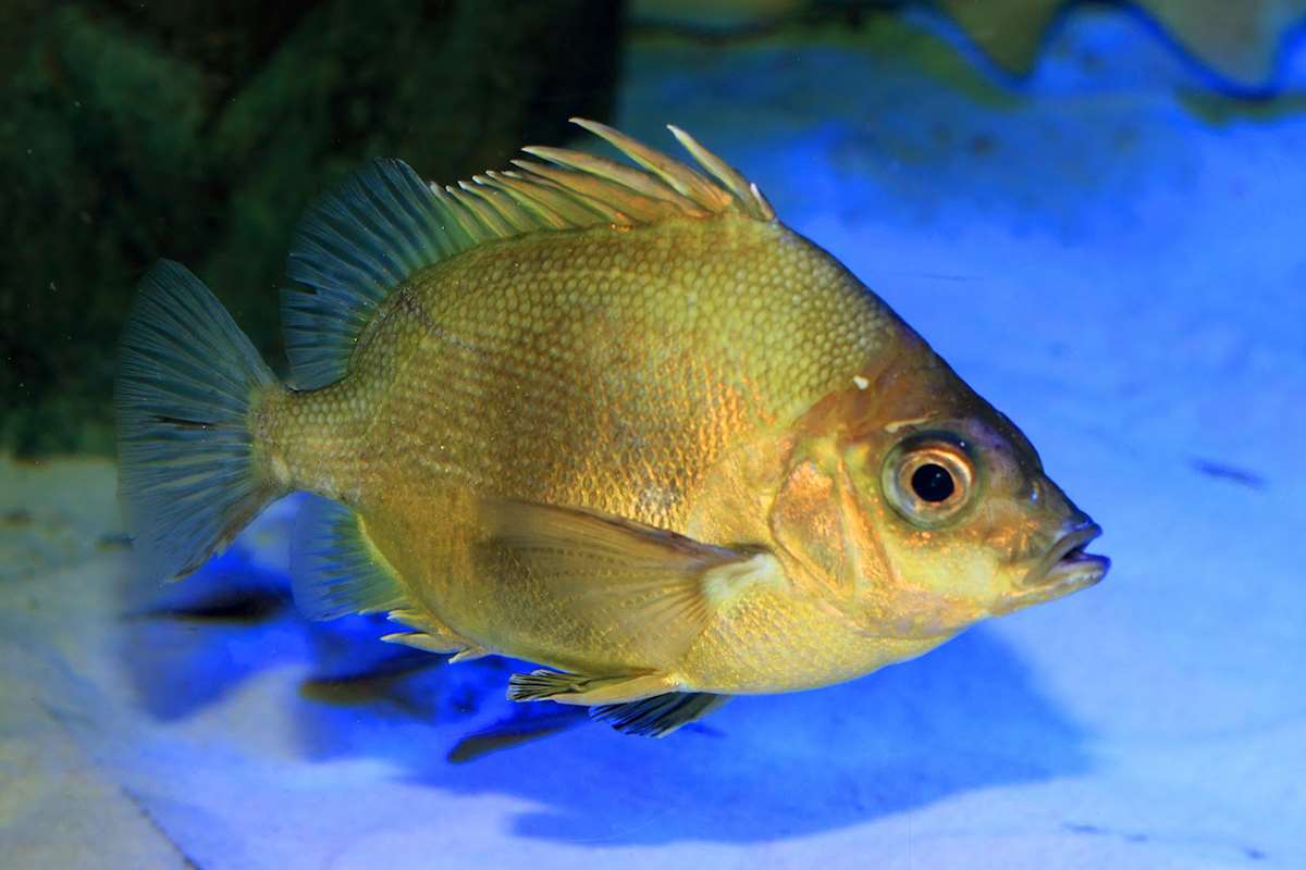 Espartano japonés | Animales | Monterey Bay Aquarium