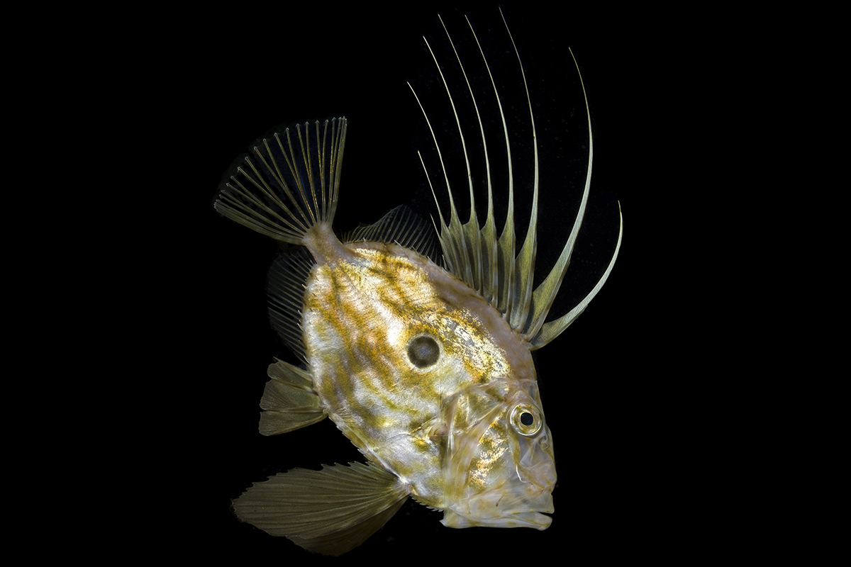 Monkeyface prickleback | Animals | Monterey Bay Aquarium