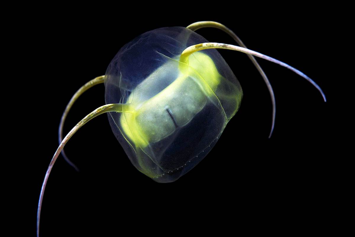 Medusa limón | Animales | Monterey Bay Aquarium