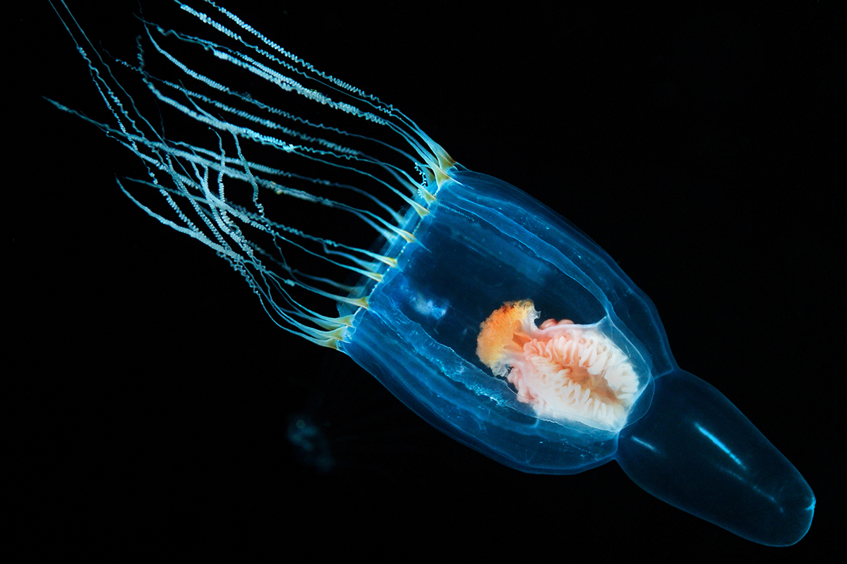 Sea lemon | Animals | Monterey Bay Aquarium
