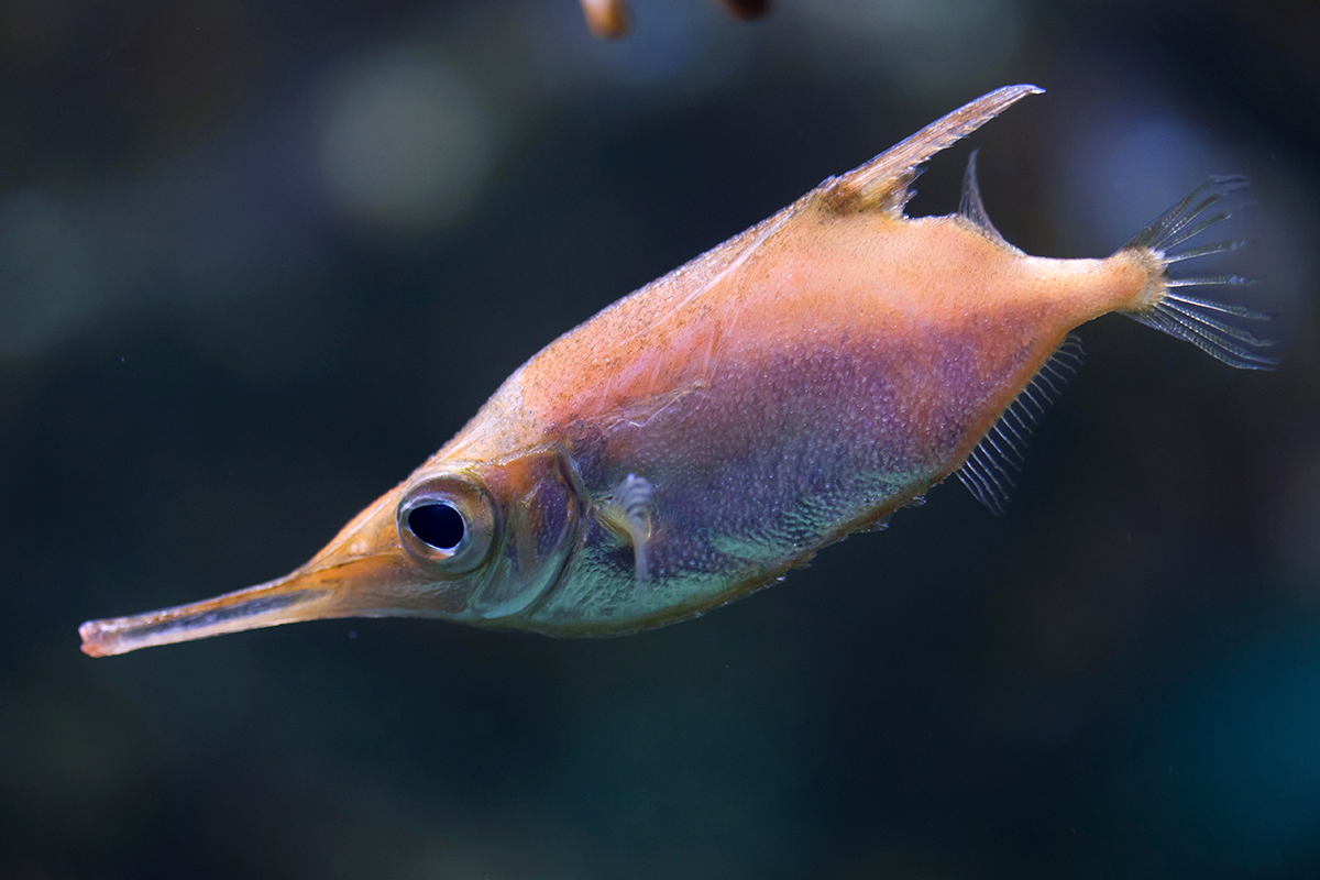Dolphinfish | Animals | Monterey Bay Aquarium
