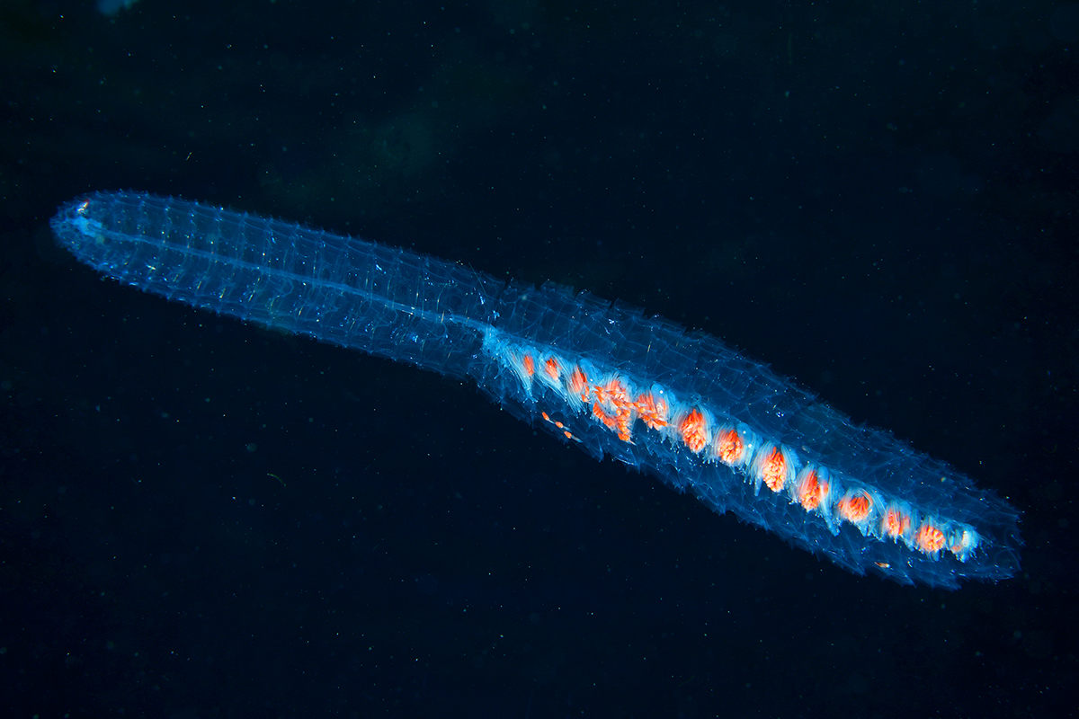 California mussel | Animals | Monterey Bay Aquarium