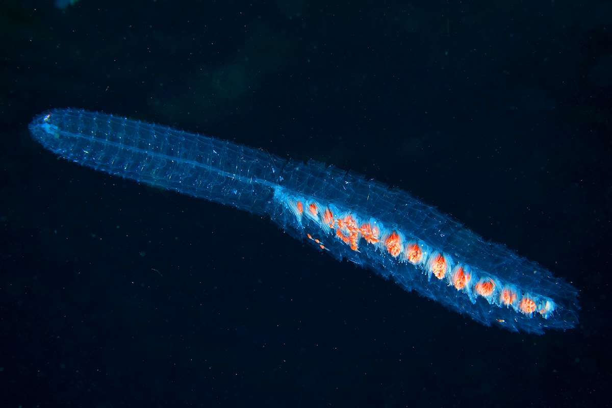 The midwater | Into the Deep | Exhibition | Monterey Bay Aquarium