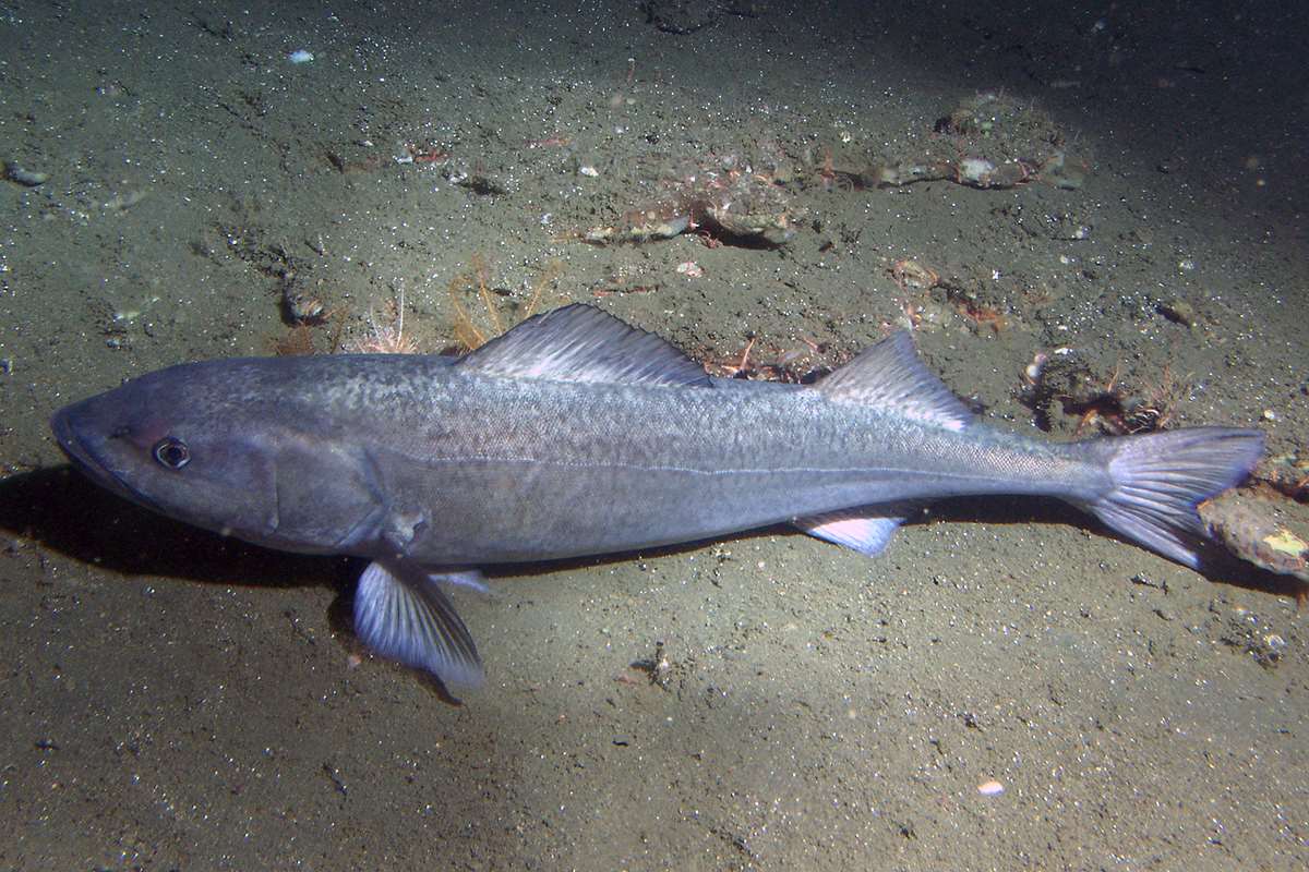 Sablefish | Animals | Monterey Bay Aquarium