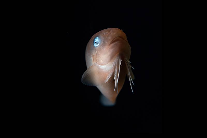 Salmon snailfish | Animals | Monterey Bay Aquarium