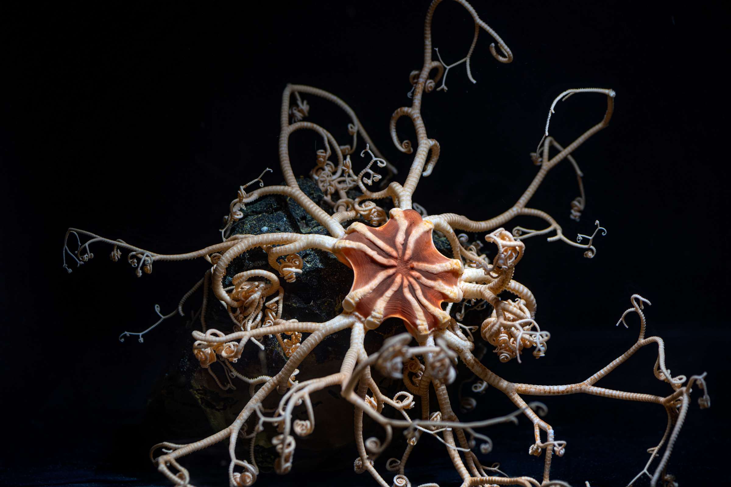 Basket star | Animals | Monterey Bay Aquarium