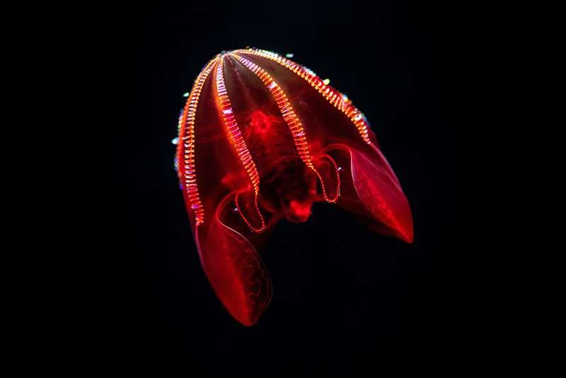 Comb jelly | Animals | Monterey Bay Aquarium