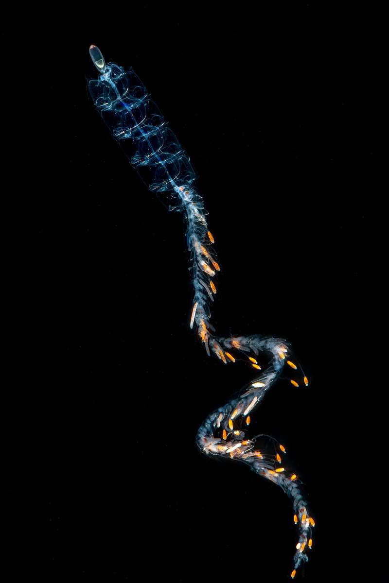 Growing jellies from the surface to the depths | Stories | Monterey Bay ...