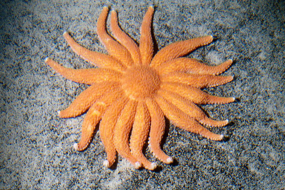 Deep-sea sunstar | Animals | Monterey Bay Aquarium