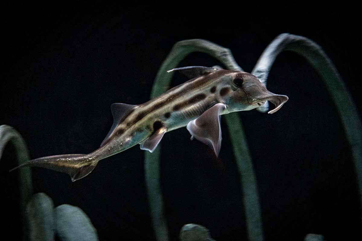 Elephant fish | Animals | Monterey Bay Aquarium