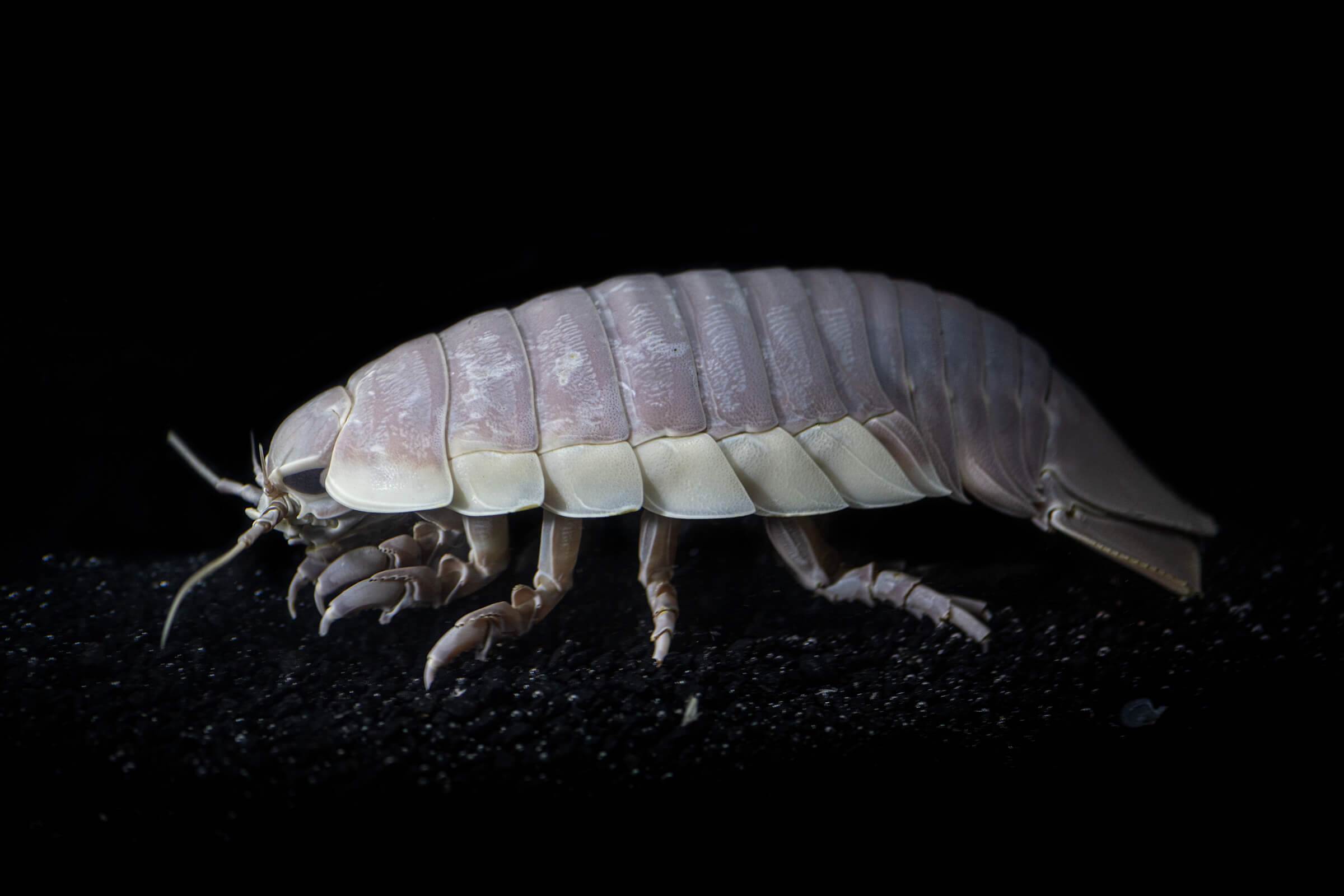 Giant isopod | Animals | Monterey Bay Aquarium