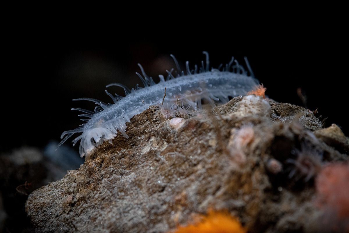 Fat innkeeper worm | Animals | Monterey Bay Aquarium