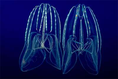 The midwater | Into the Deep | Exhibition | Monterey Bay Aquarium