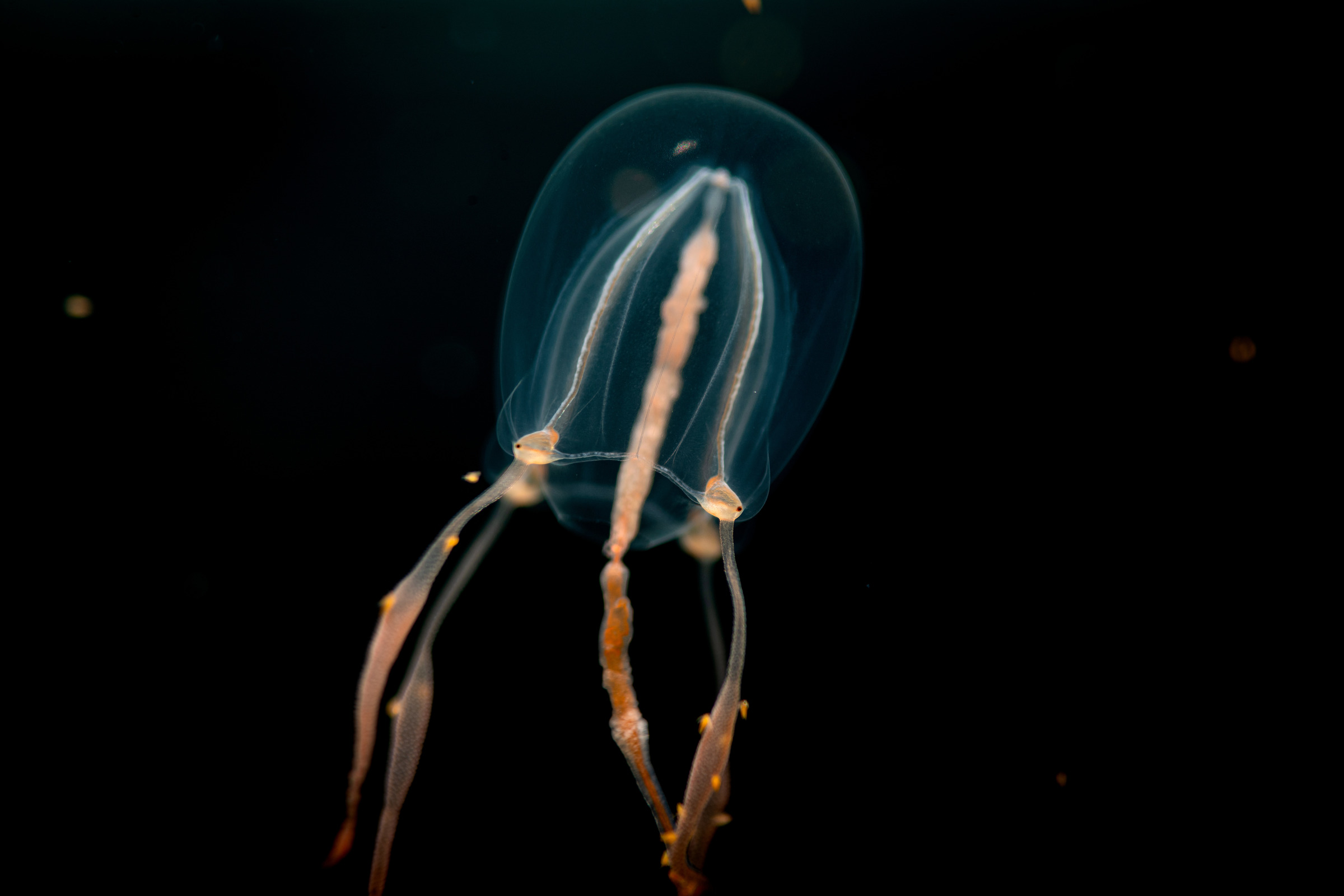 Bloodybelly comb jelly | Animals | Monterey Bay Aquarium