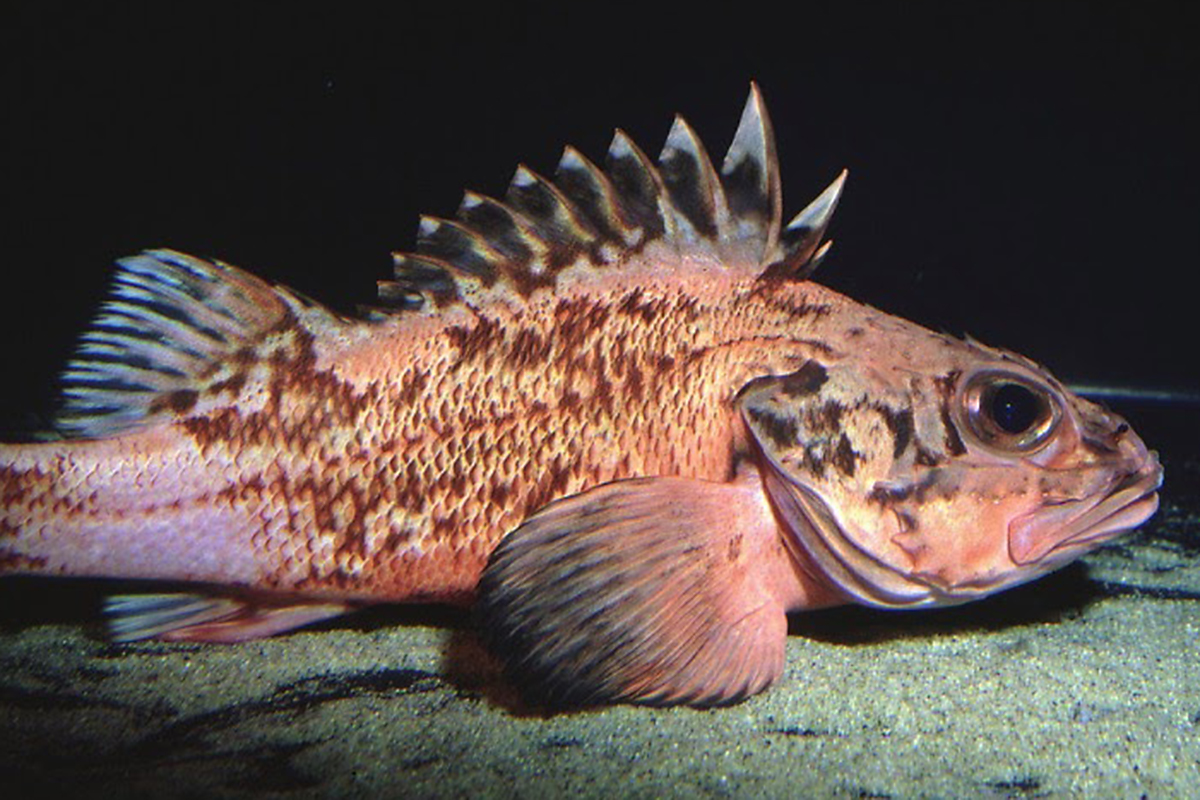 Into the Deep | Exhibition | Monterey Bay Aquarium