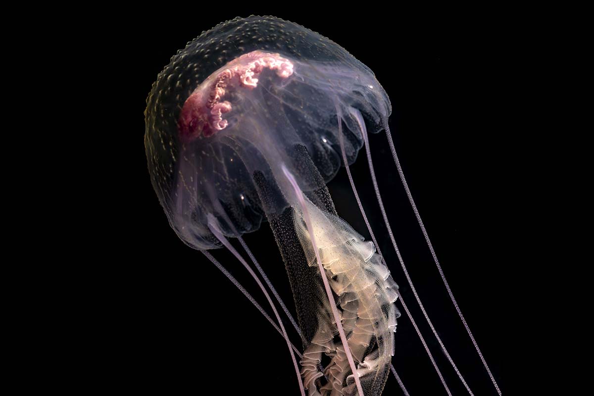 Bloodybelly comb jelly | Animals | Monterey Bay Aquarium