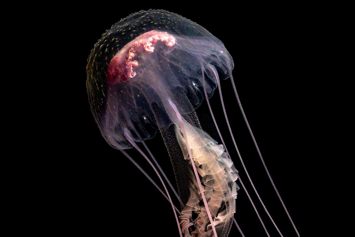Mauve stinger | Animals | Monterey Bay Aquarium