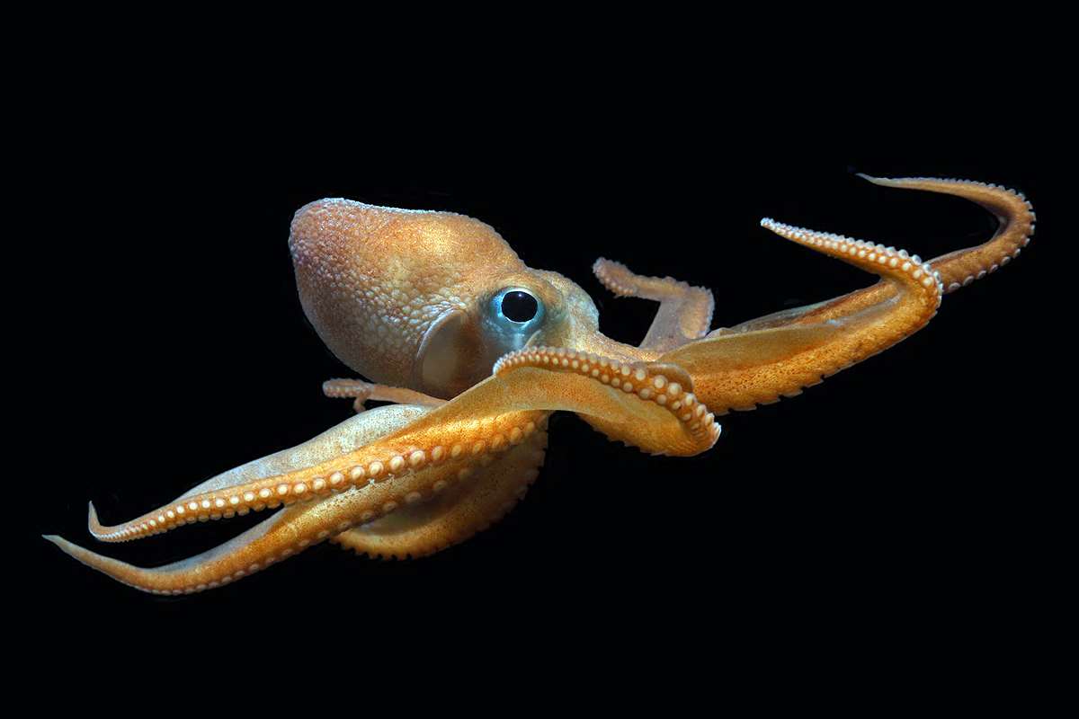 North Pacific bigeye octopus | Animals | Monterey Bay Aquarium