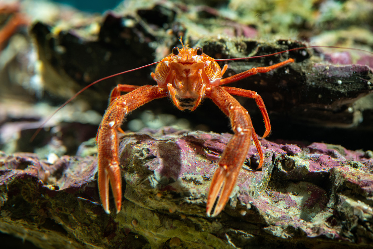 The midwater | Into the Deep | Exhibition | Monterey Bay Aquarium