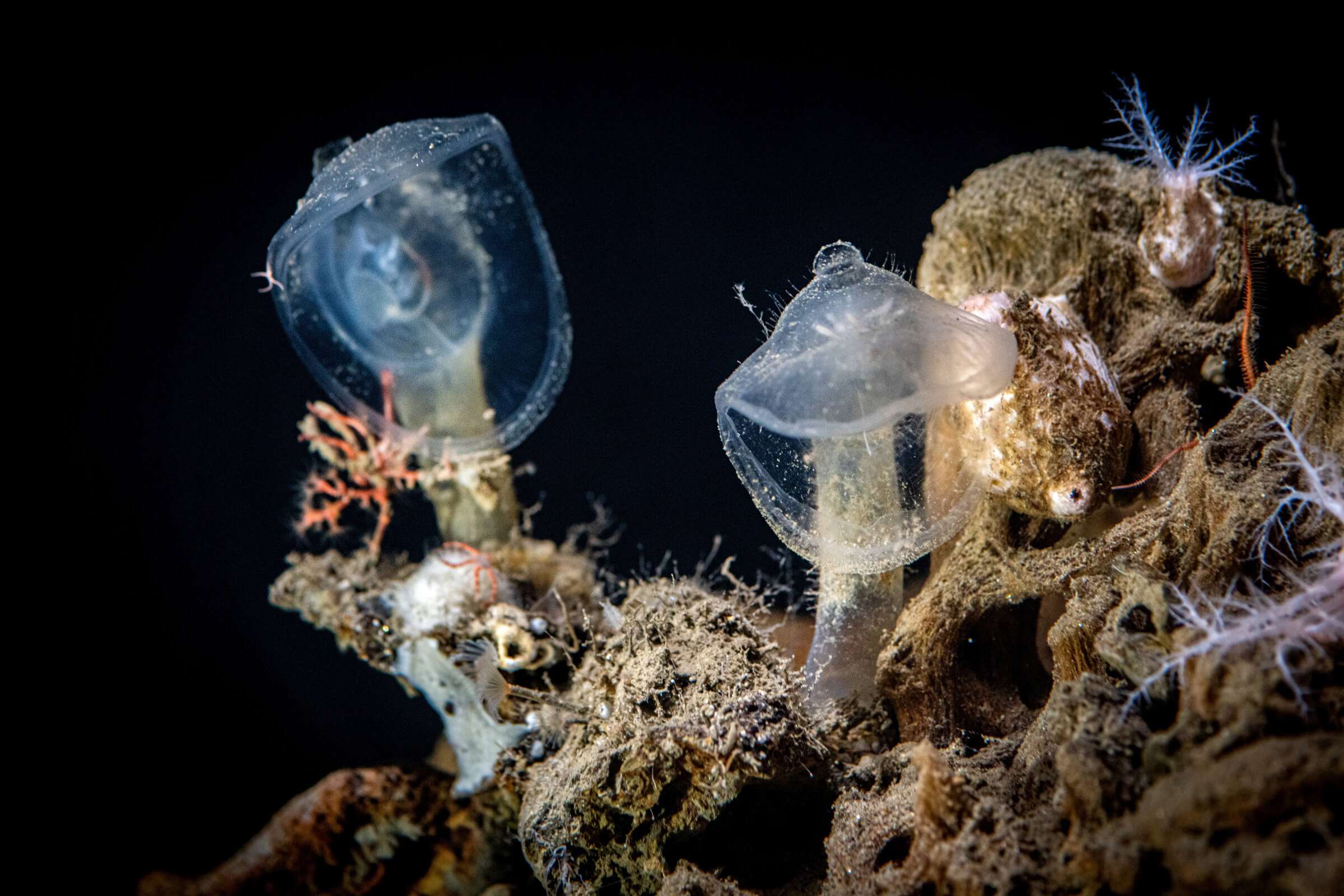 Predatory tunicate | Animals | Monterey Bay Aquarium