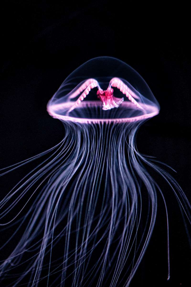 Growing jellies from the surface to the depths | Stories | Monterey Bay ...