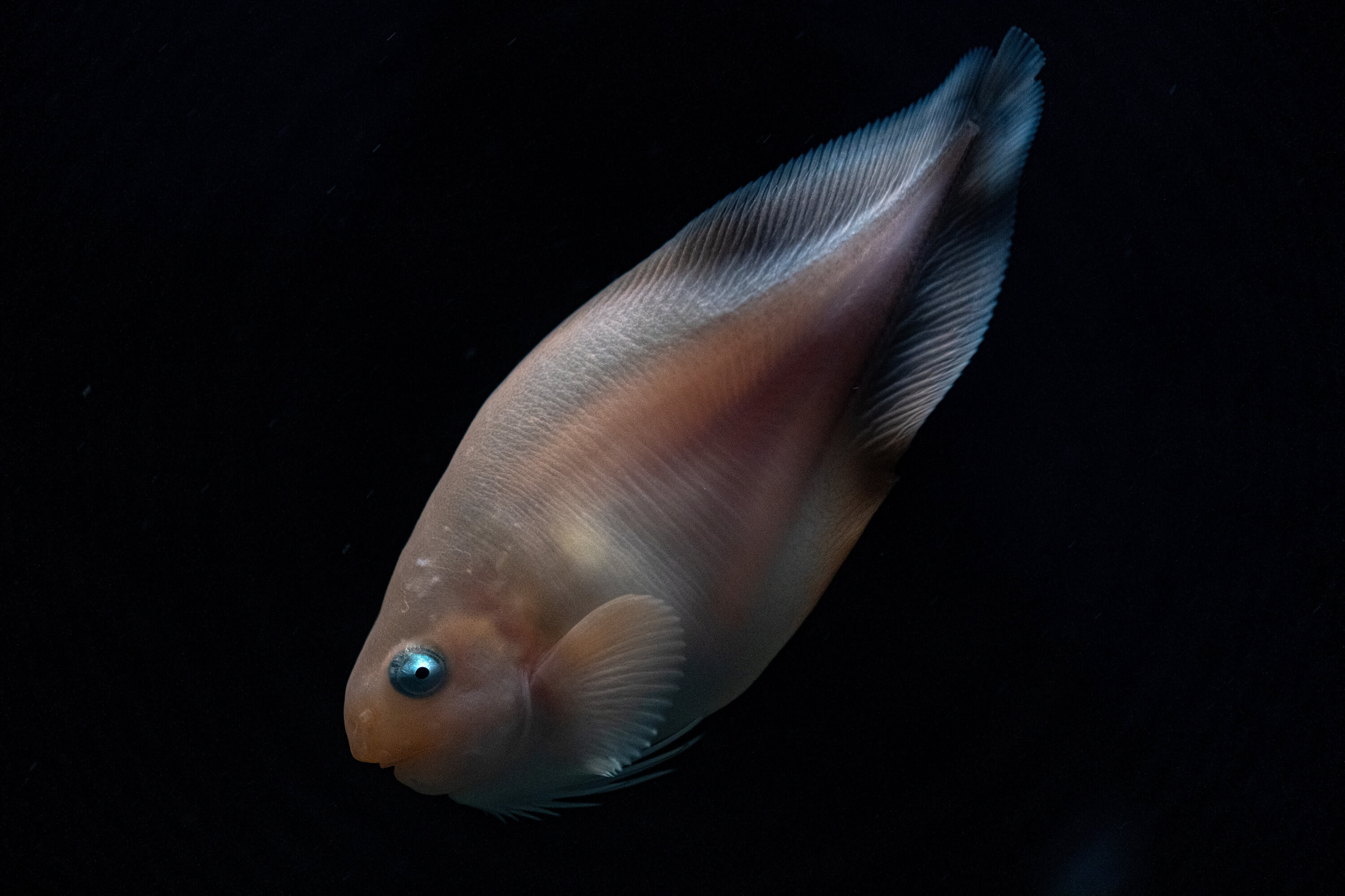 Salmon snailfish | Animals | Monterey Bay Aquarium