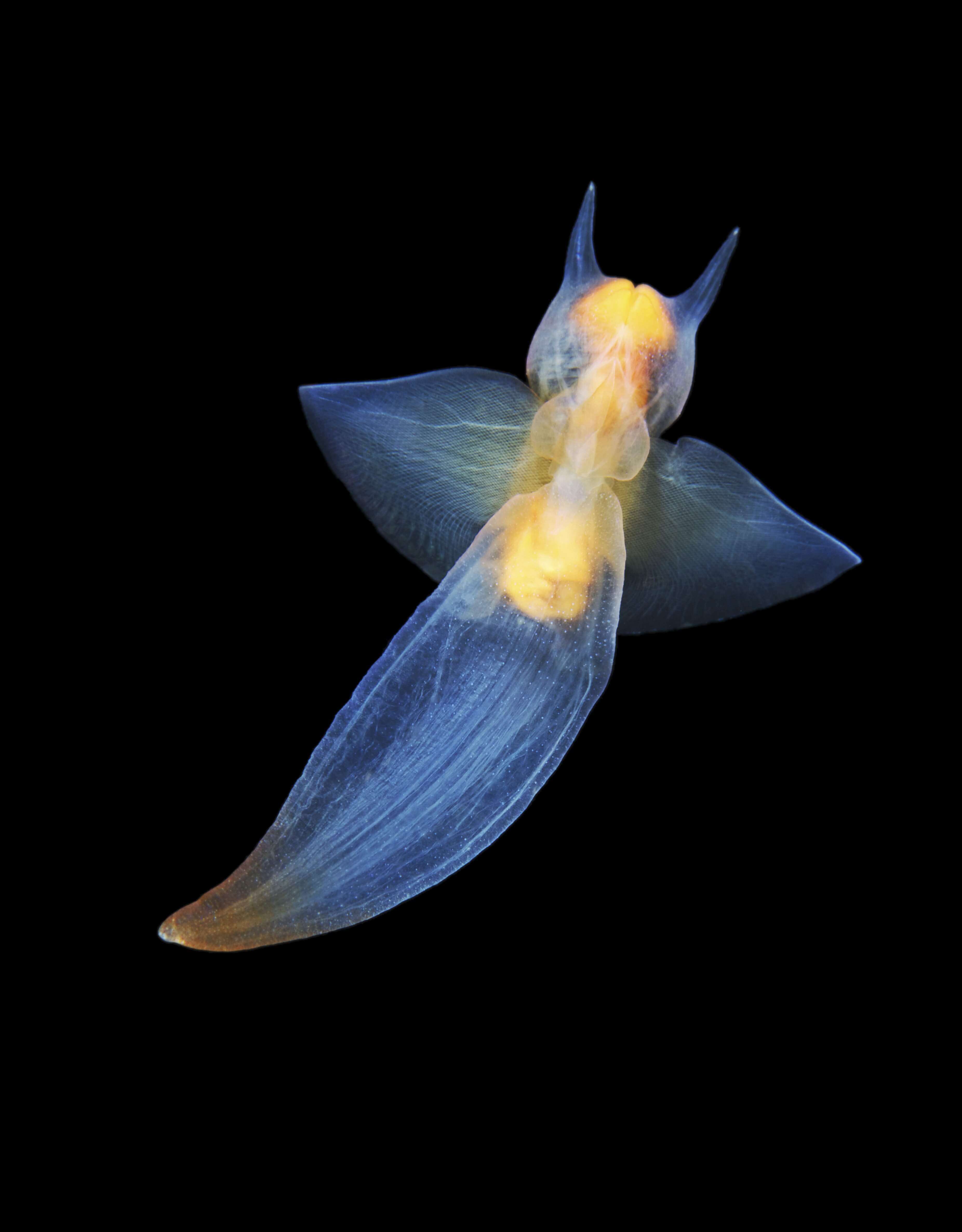 Sea angel | Animals | Monterey Bay Aquarium