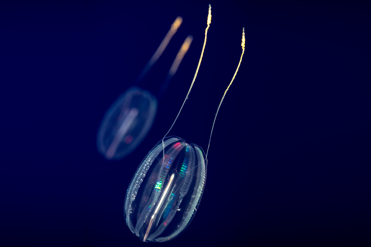 Sea gooseberry | Animals | Monterey Bay Aquarium