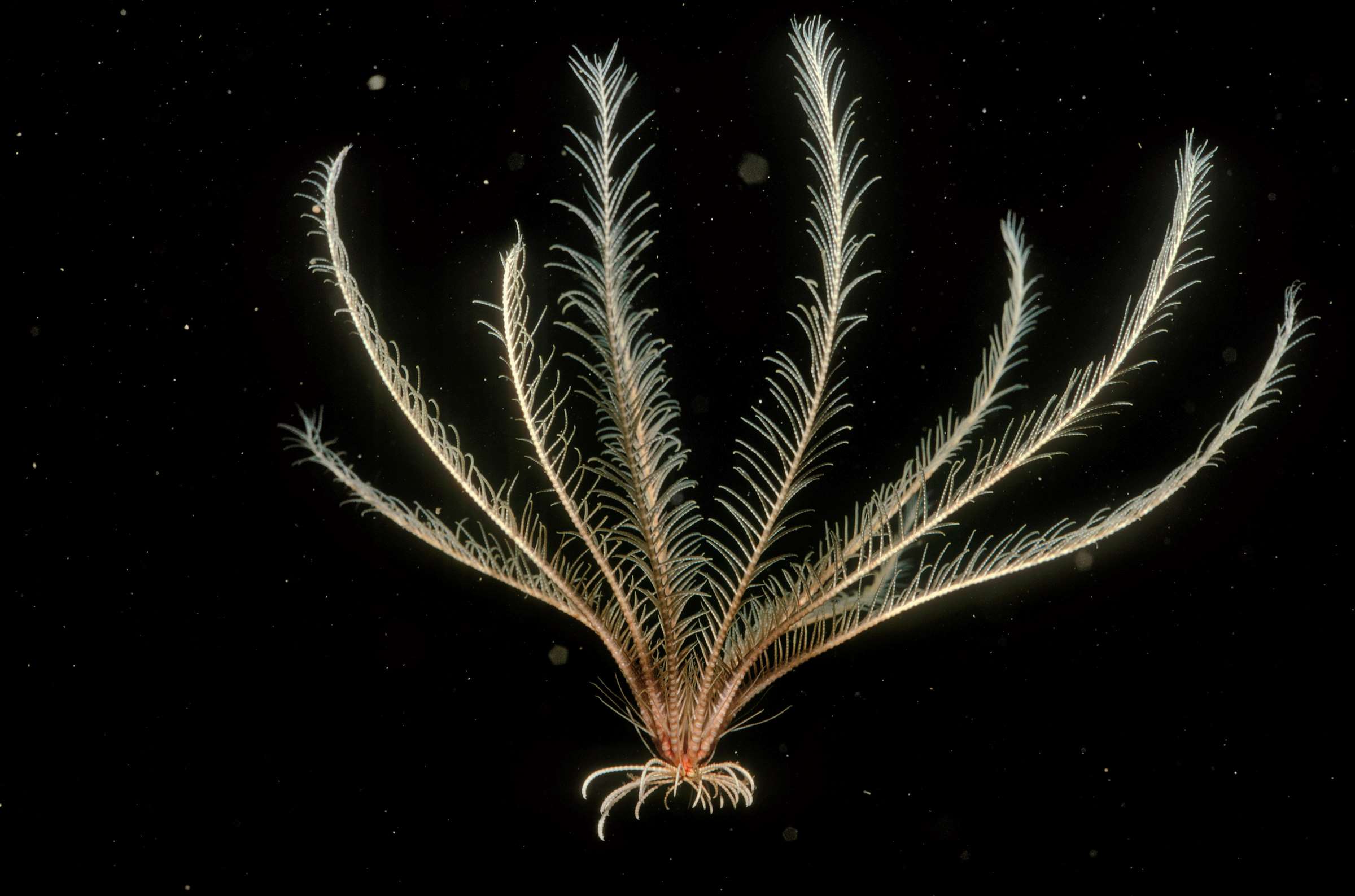 The seafloor | Into the Deep | Exhibition | Monterey Bay Aquarium