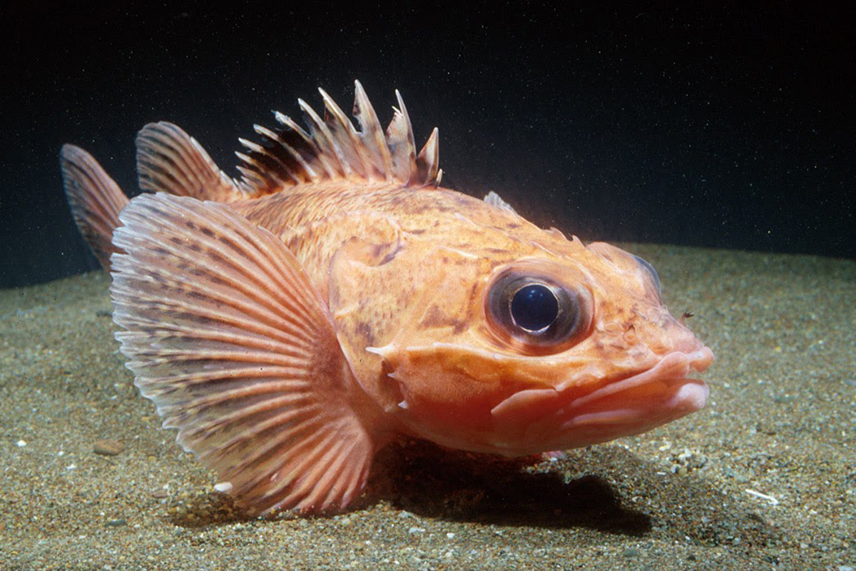 Slender snipe eel | Animals | Monterey Bay Aquarium