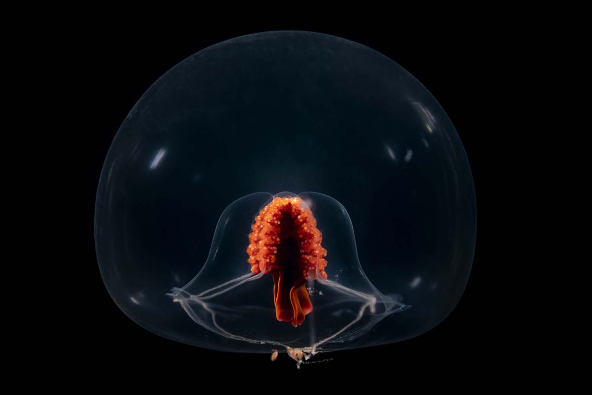 Jellyfish Snow Globes