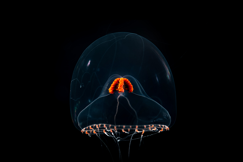 globe jellyfish