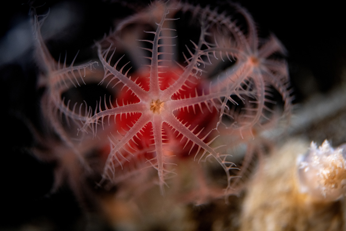 Identificación De Hongos Corales Comestibles CONOCÍAS LA