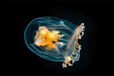 The midwater | Into the Deep | Exhibition | Monterey Bay Aquarium