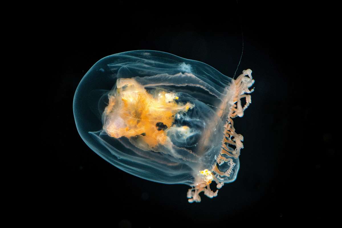 Tower jelly | Animals | Monterey Bay Aquarium