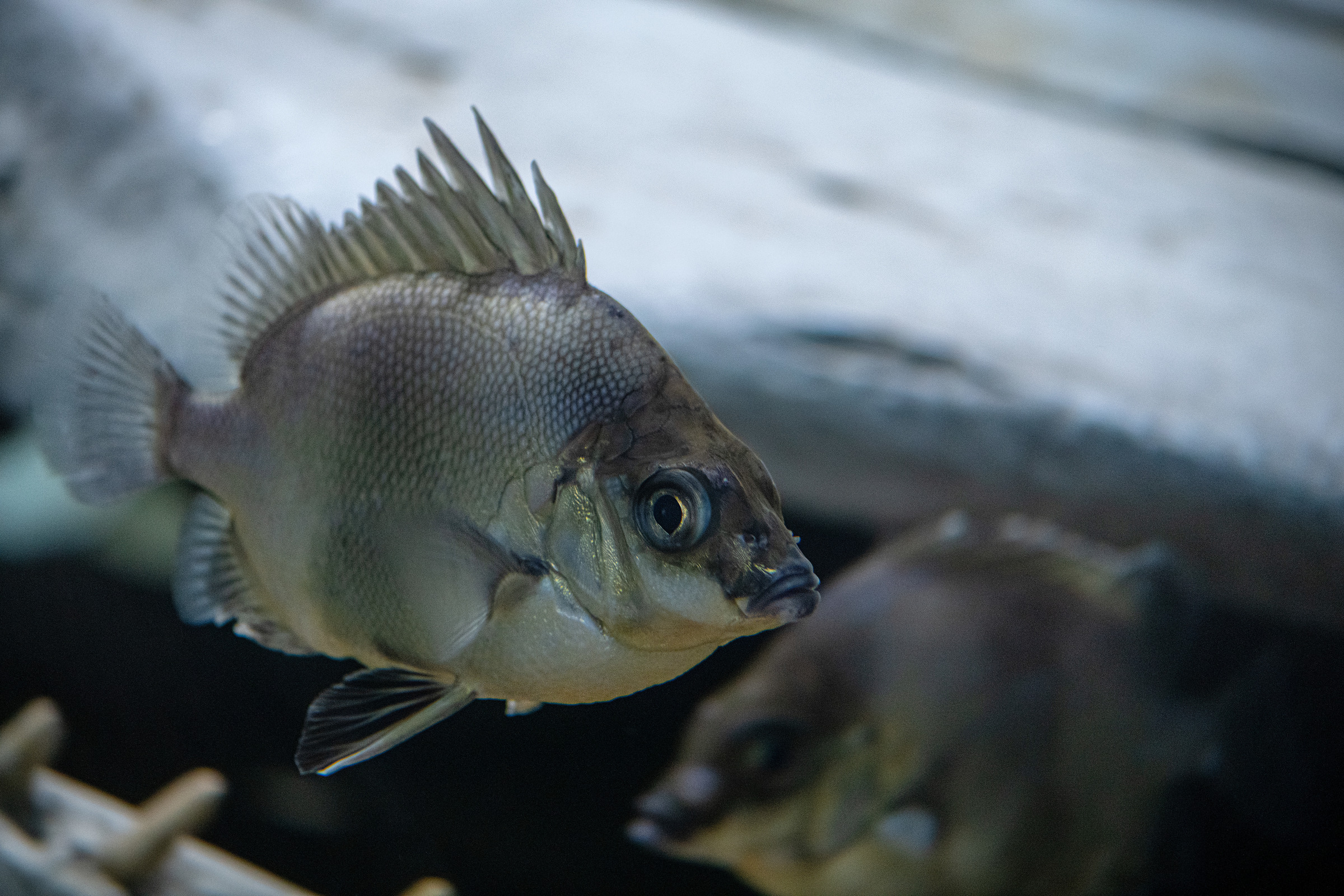 Japanese armorhead | Animals | Monterey Bay Aquarium