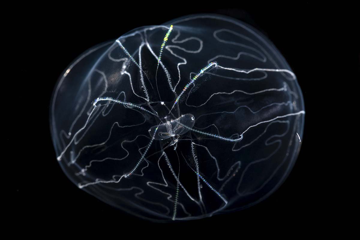 Umbrella comb jelly | Animals | Monterey Bay Aquarium