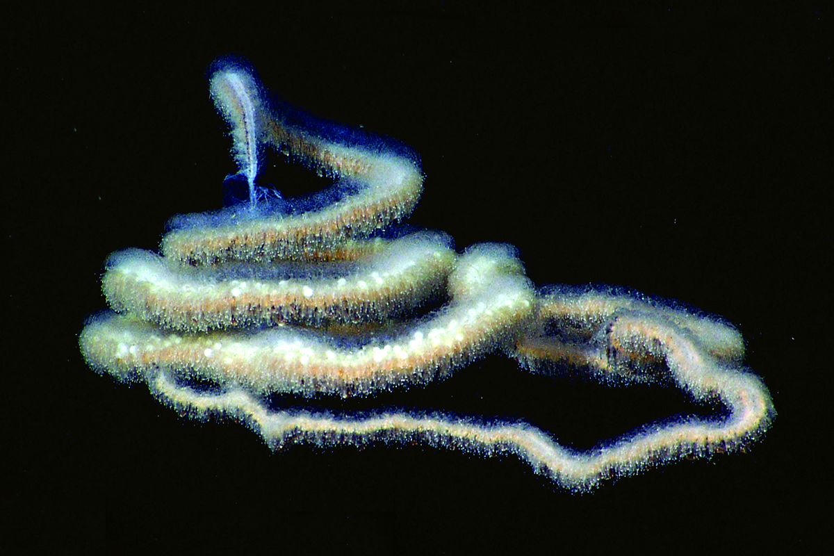 Woolly siphonophore | Animals | Monterey Bay Aquarium