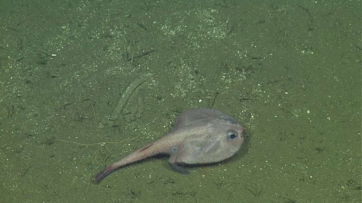 Deep sea anglerfish | Animals | Monterey Bay Aquarium