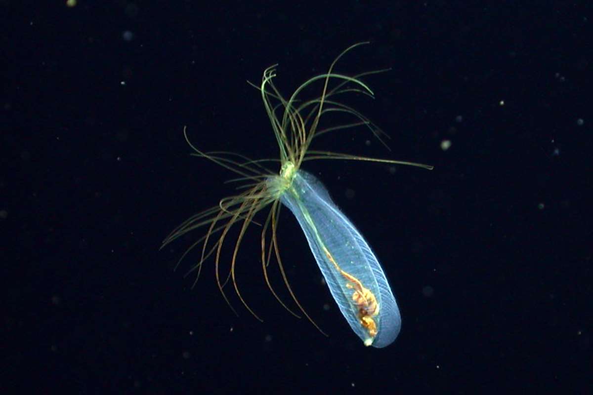 The midwater | Into the Deep | Exhibition | Monterey Bay Aquarium