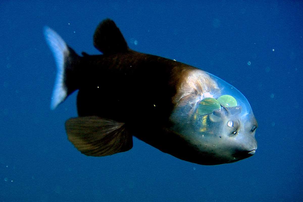 Barreleye | Animals | Monterey Bay Aquarium